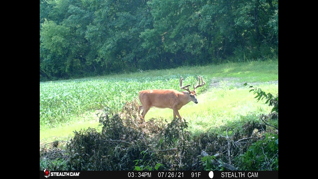 Big Buck Down / The Story of Howard, my 12 point buck. - YouTube