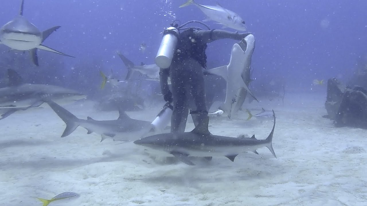 Shark Theatre - Grand Bahama (Shark Tonic Immobility/Feeding) - YouTube