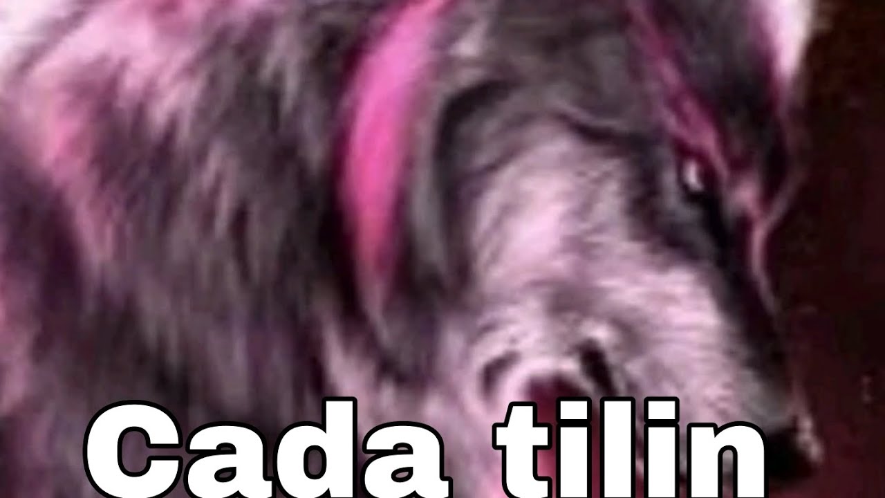 cada tilin tiene a su tilina😍 - YouTube