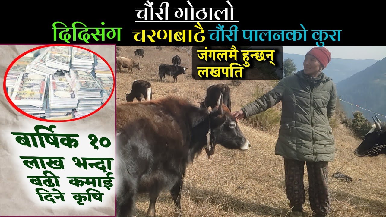 चौंरी गाई पालन कसरी गर्ने/How to breed chaunri cow #usmanwaiba # ...