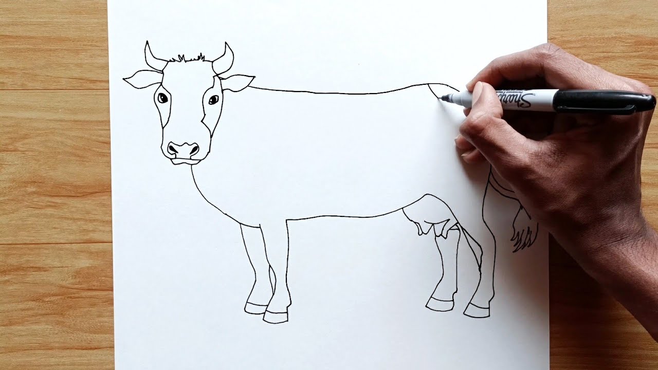 How to Draw Cow Step by Step | Cow Drawing | Sketch Drawing | Easy ...