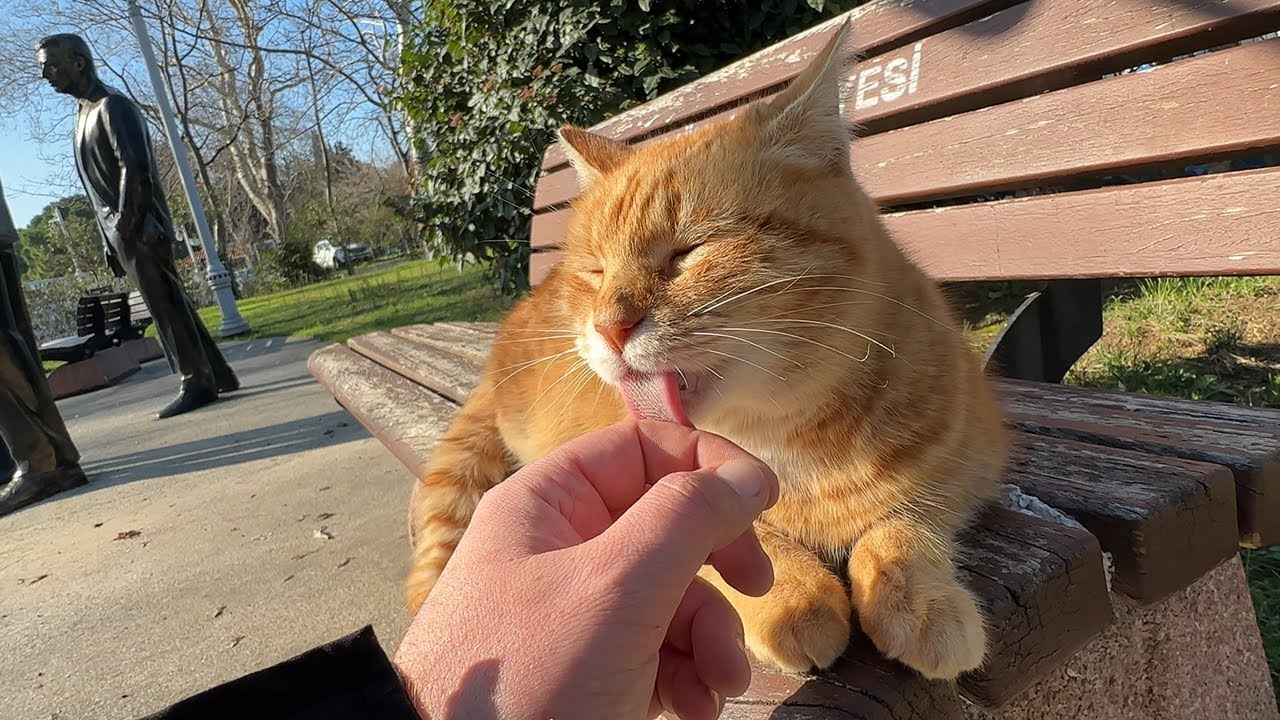 Stray cat petting a human aggressively - YouTube
