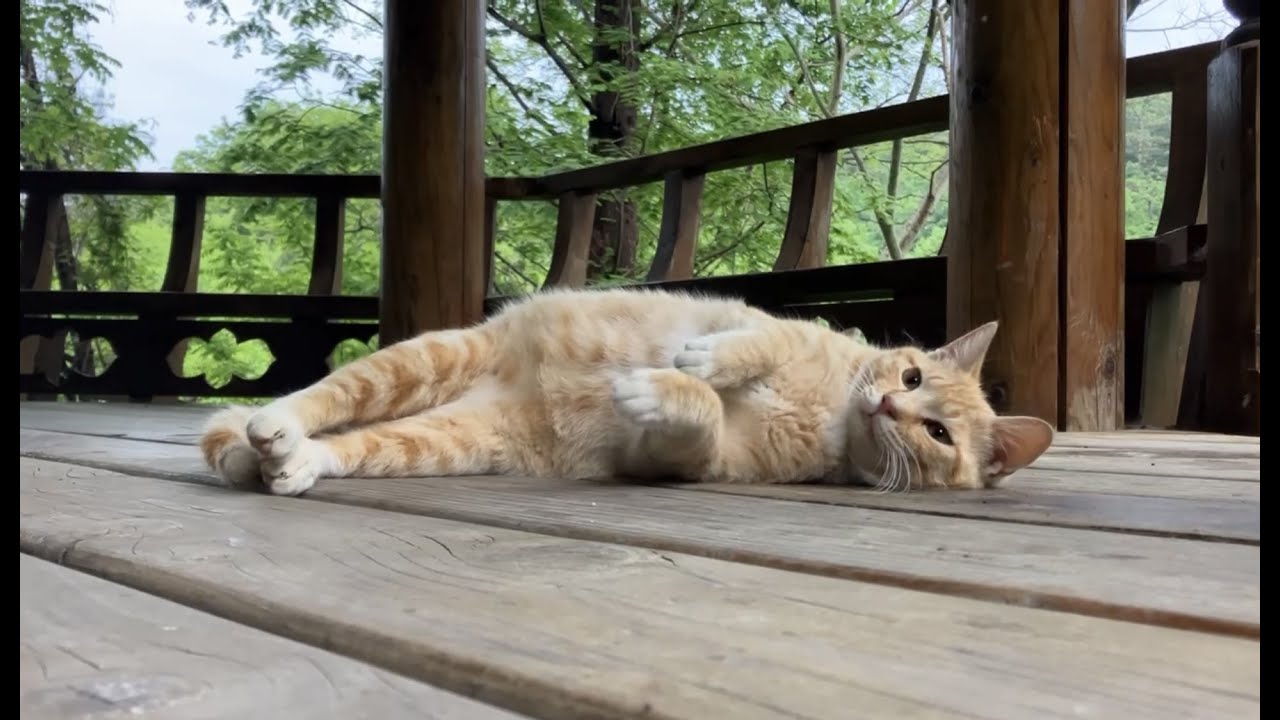 ☔️Rain sounds and cat dozing off🐈 - fall asleep in 3 minutes guaranteed ...