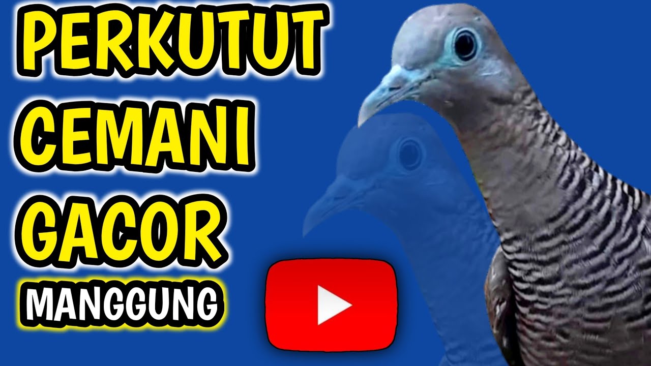 PERKUTUT CEMANI GACOR MANGGUNG - YouTube
