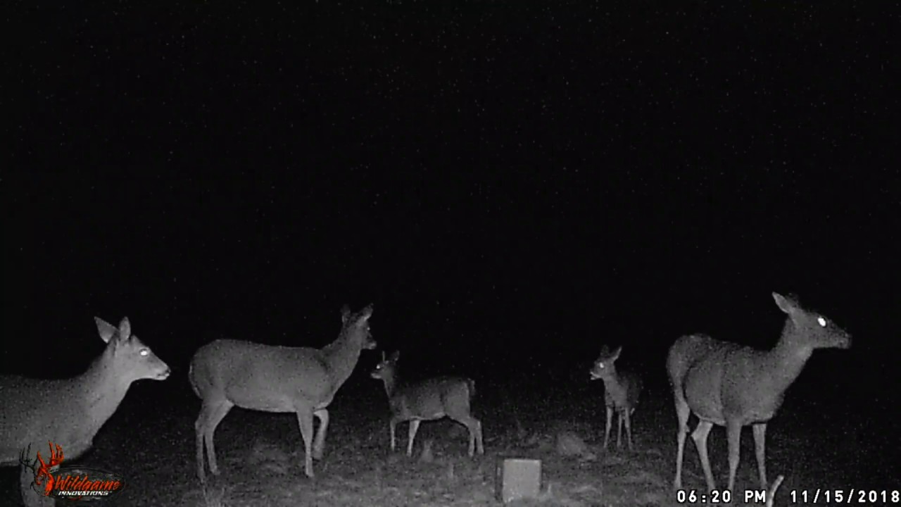 FEEDING THE DEER. 4. Video clips. - YouTube