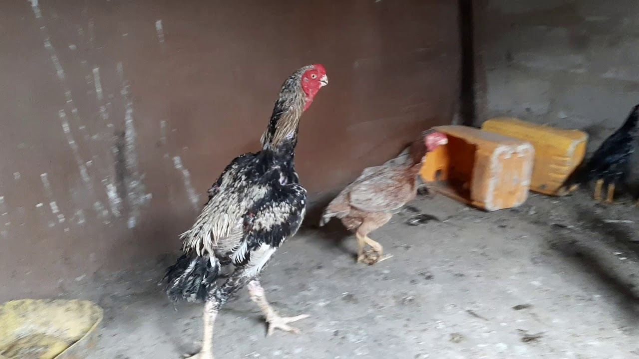 Kuku kuchi originall zanzibar - YouTube