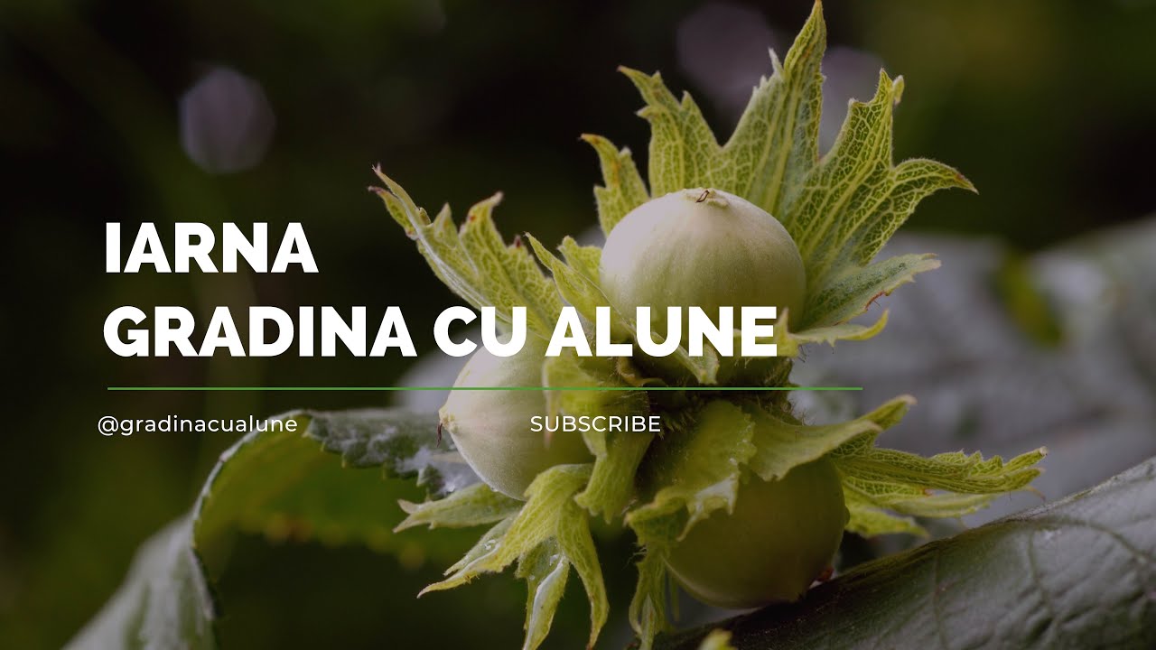 Grădina cu Alune în Iarnă: Secretele Agriculturii Ecologice la Valter ...