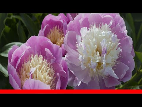 What Are The Different Colors Of Peonies