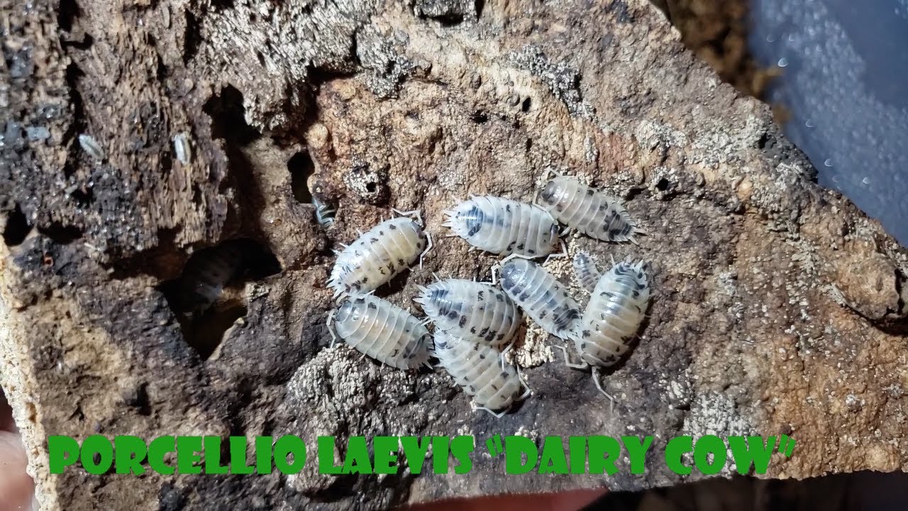 Our Isopod Colonies - YouTube