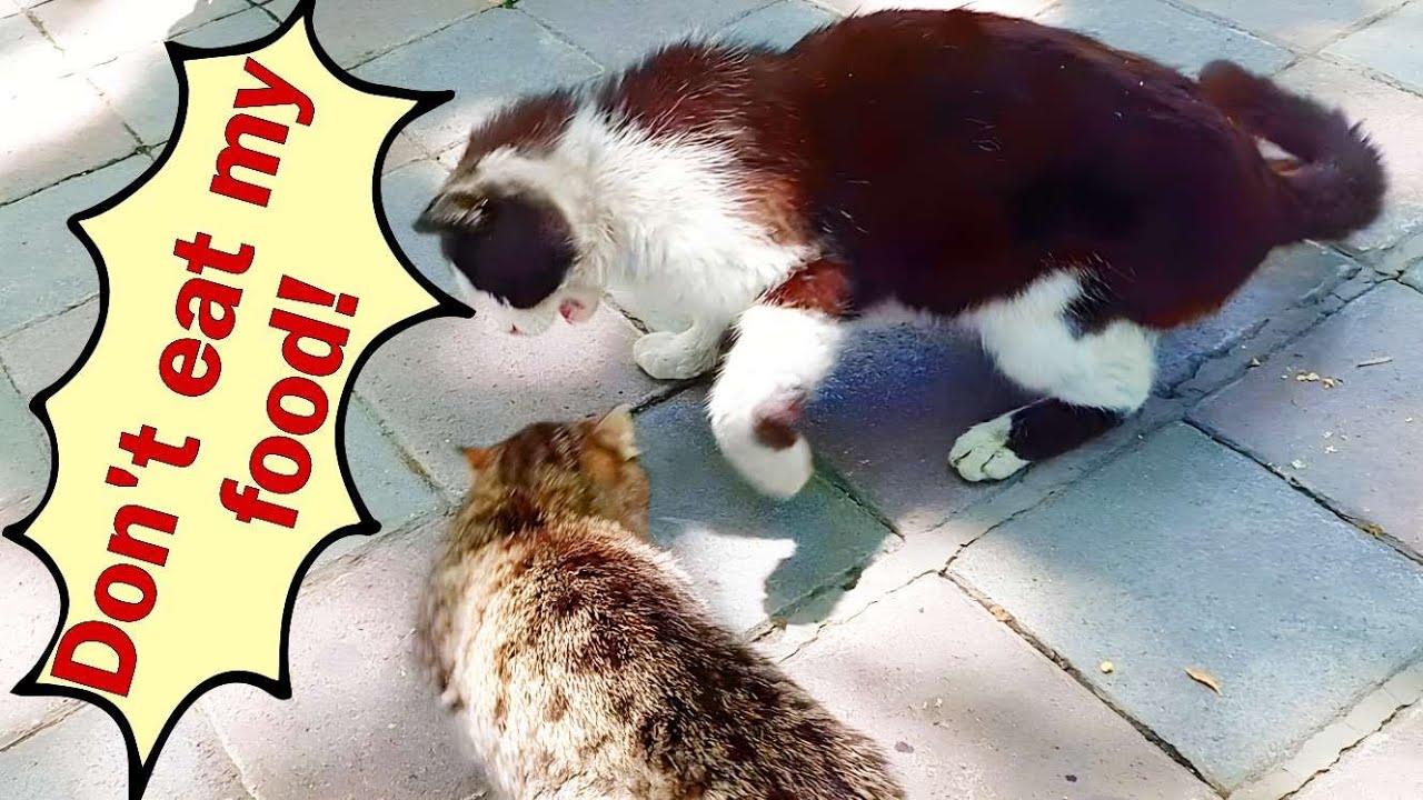 Feeding Some Adorable Cats - Entertaining Moments for Cat Lovers - YouTube
