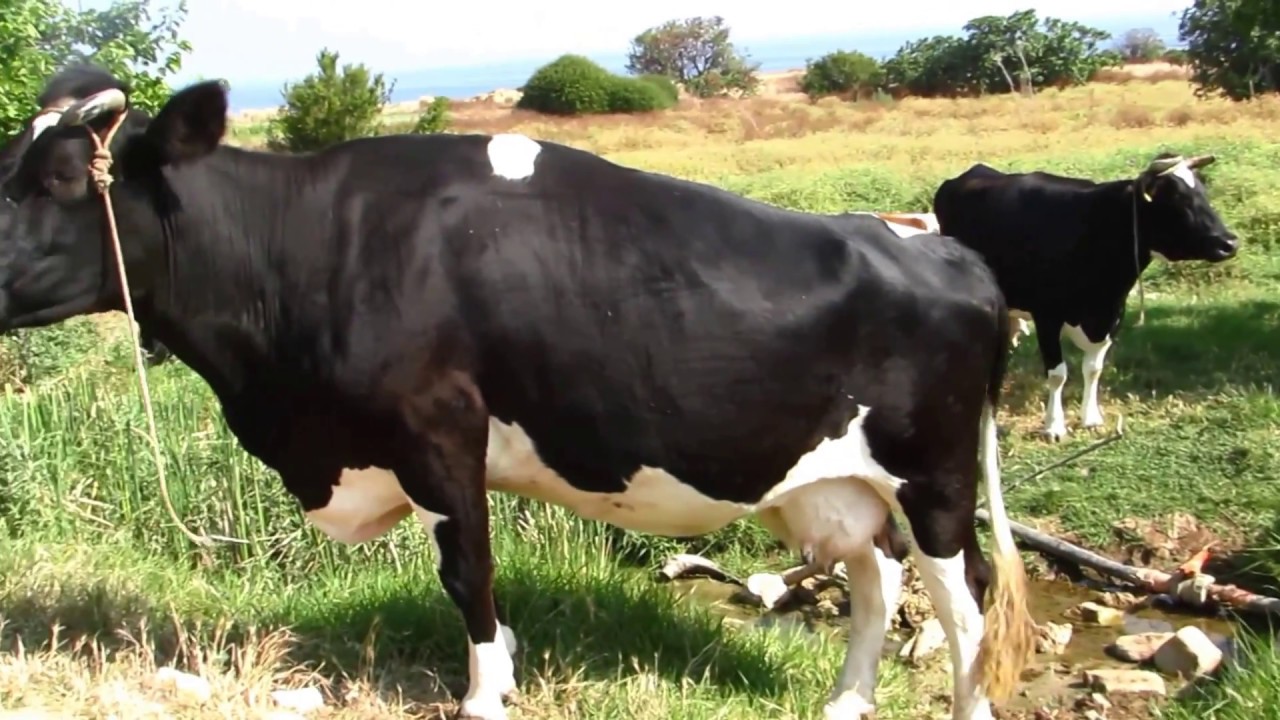 Domestic cows (Cattle) at Livera, Cyprus - YouTube