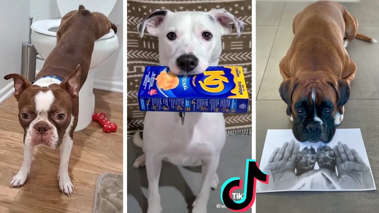 Dogs Doing Funny Things Tik Tok ~ Cute Puppies TIKTOK - Dogs Experts