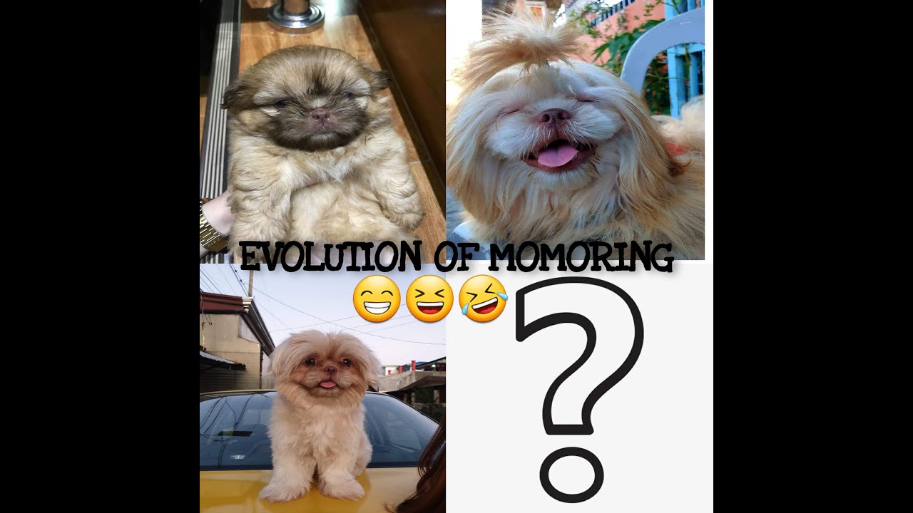 The Evolution Of Momo - YouTube