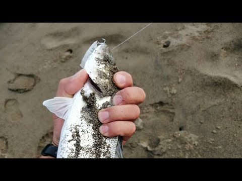Popper ile levrek avı