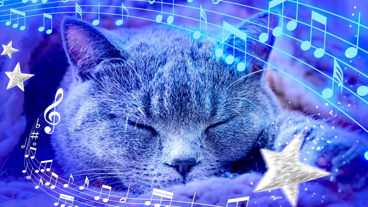 Calm Cat, Happy Cat: Music Therapy to Help Your Feline Find Peace ...