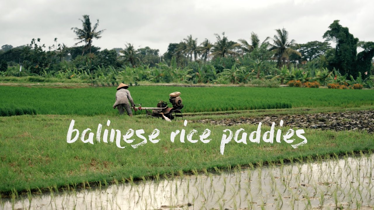 The Peaceful Rice Paddies of Bali | Pererenan | 4K - YouTube