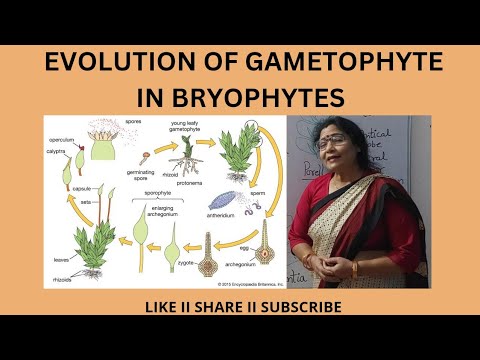 EVOLUTION OF GAMETOPHYTE IN BRYOPHYTES - YouTube