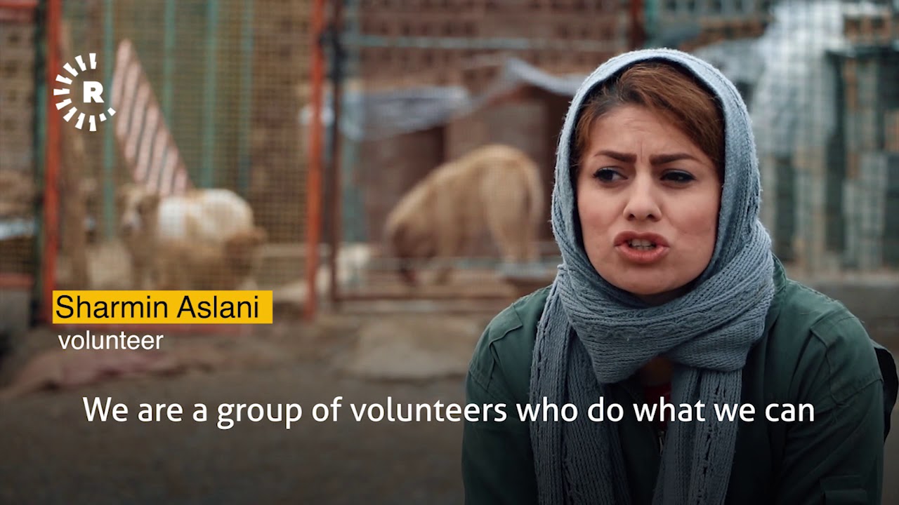 Stray dogs find refuge at an animal shelter in the city of Bokan ...