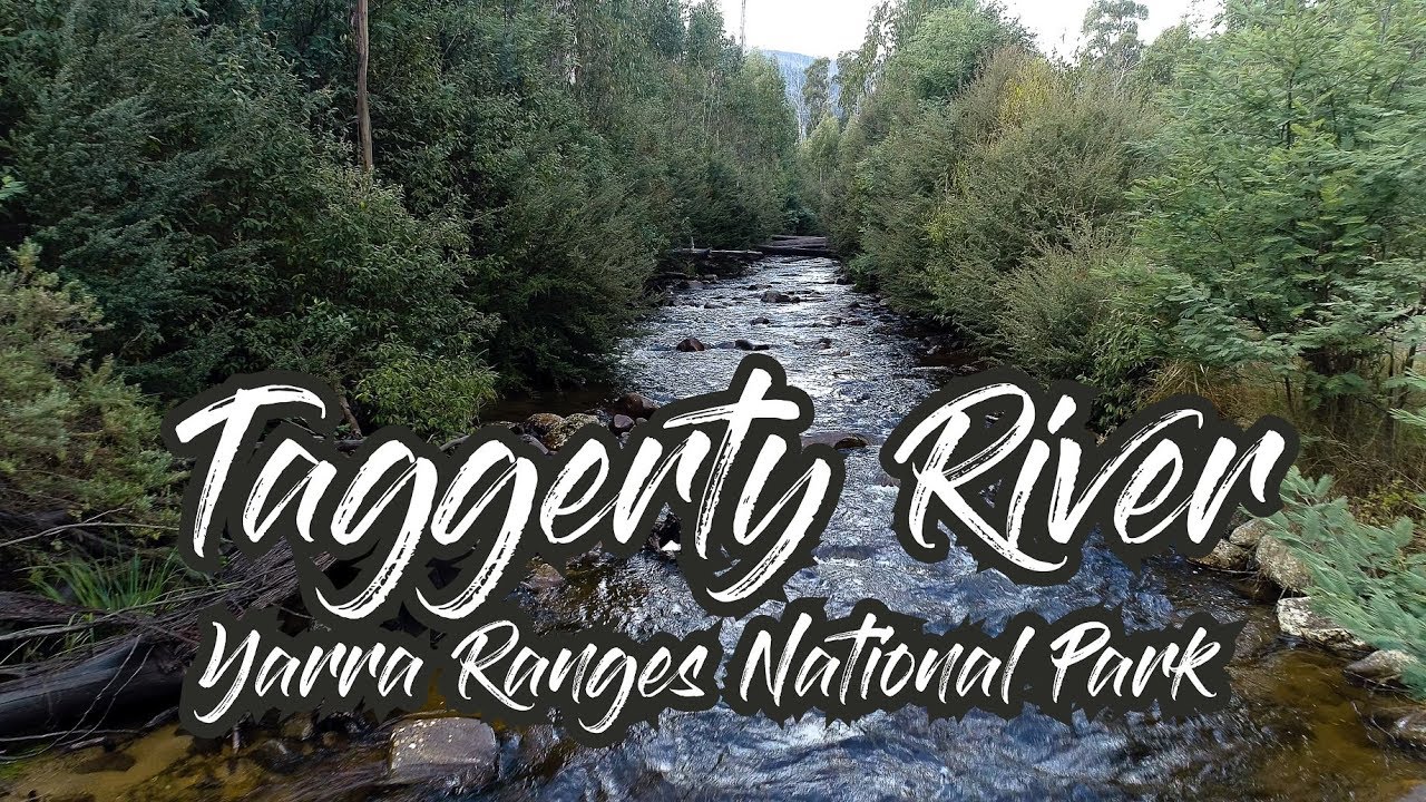 Taggerty River - Yarra Ranges National Park - Aerial 4k - YouTube