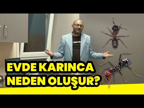 Evde Karınca Neden Oluşur, Kurtulma Yöntemleri Nelerdir?
