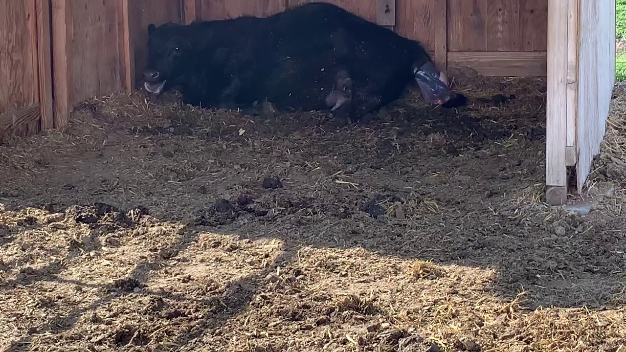 Cow giving birth - YouTube