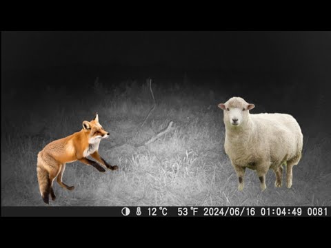 Wildlife Camera footage farmside | Foxes and sheep - YouTube