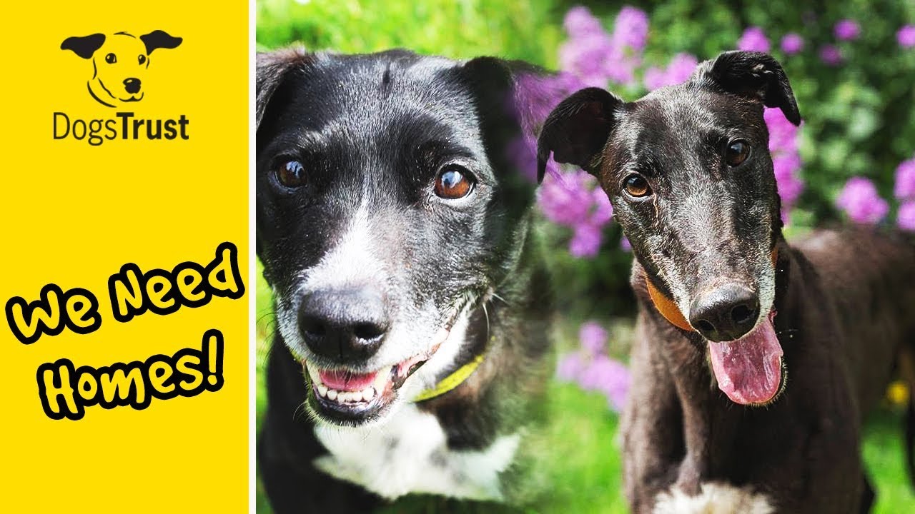 Our Dogs of the Week! Pt. 1 | Can You Give Them a Home? | Dogs Trust ...