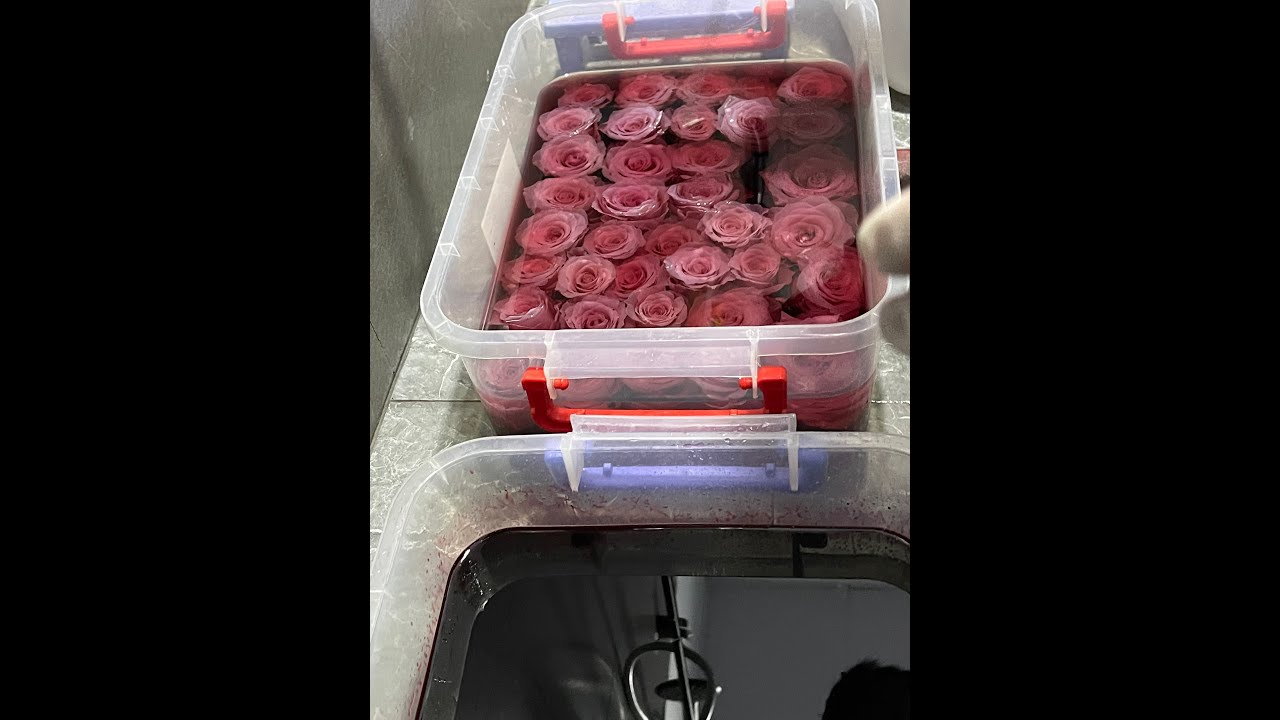 Color test for preserved flowers - YouTube