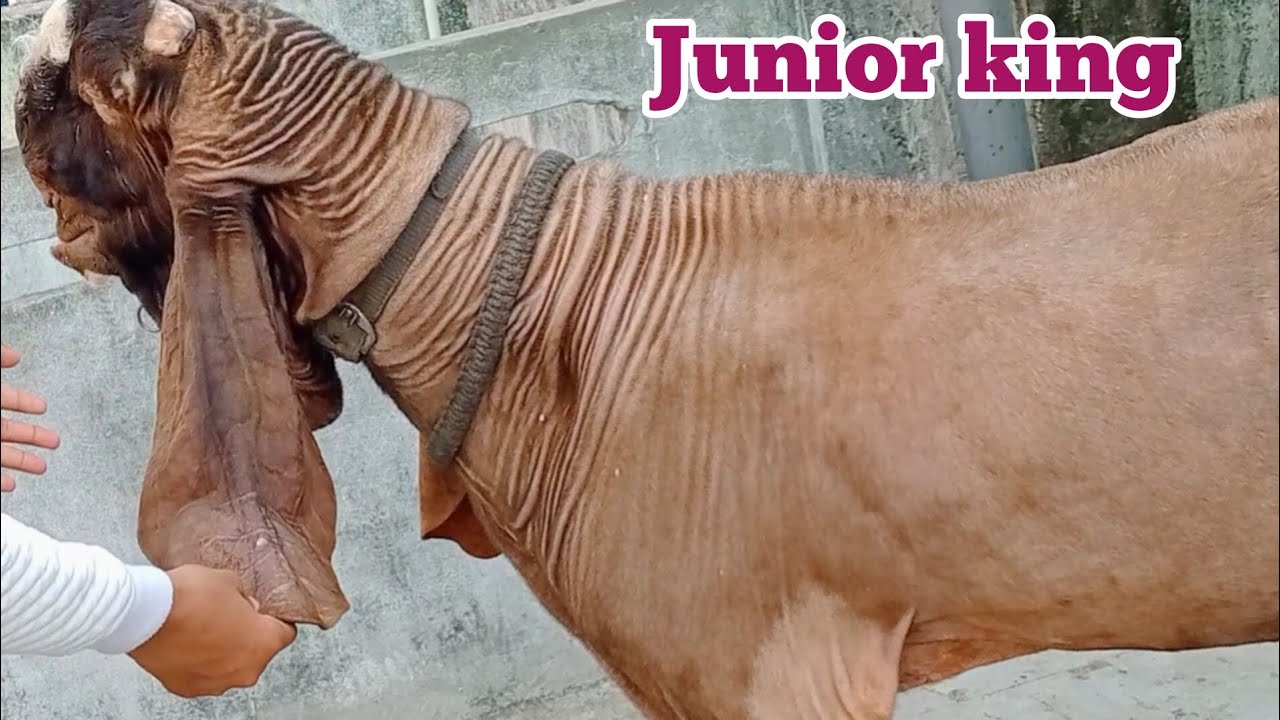 Rafi bhai: 9849050756 - 'junior king' son of King - Hyderabadi breeder ...