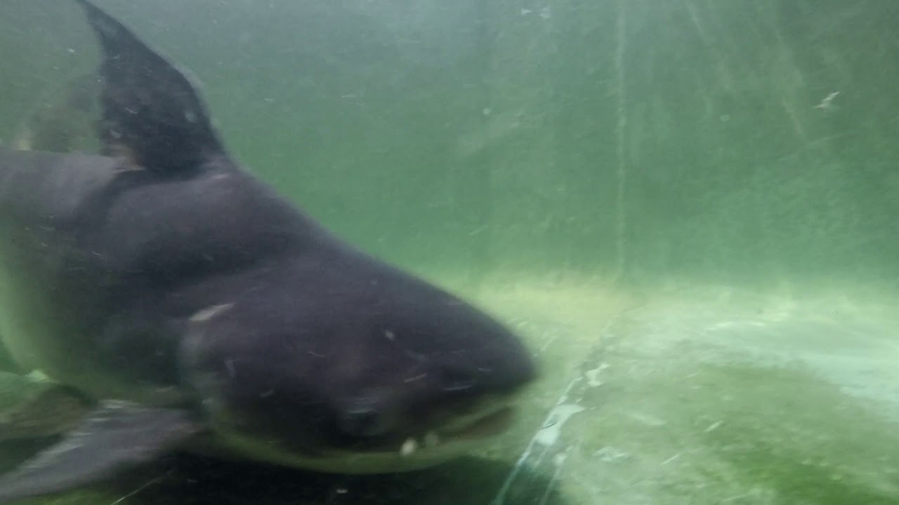 Three paroon shark catfish, ~3', clips from a prior long video - YouTube