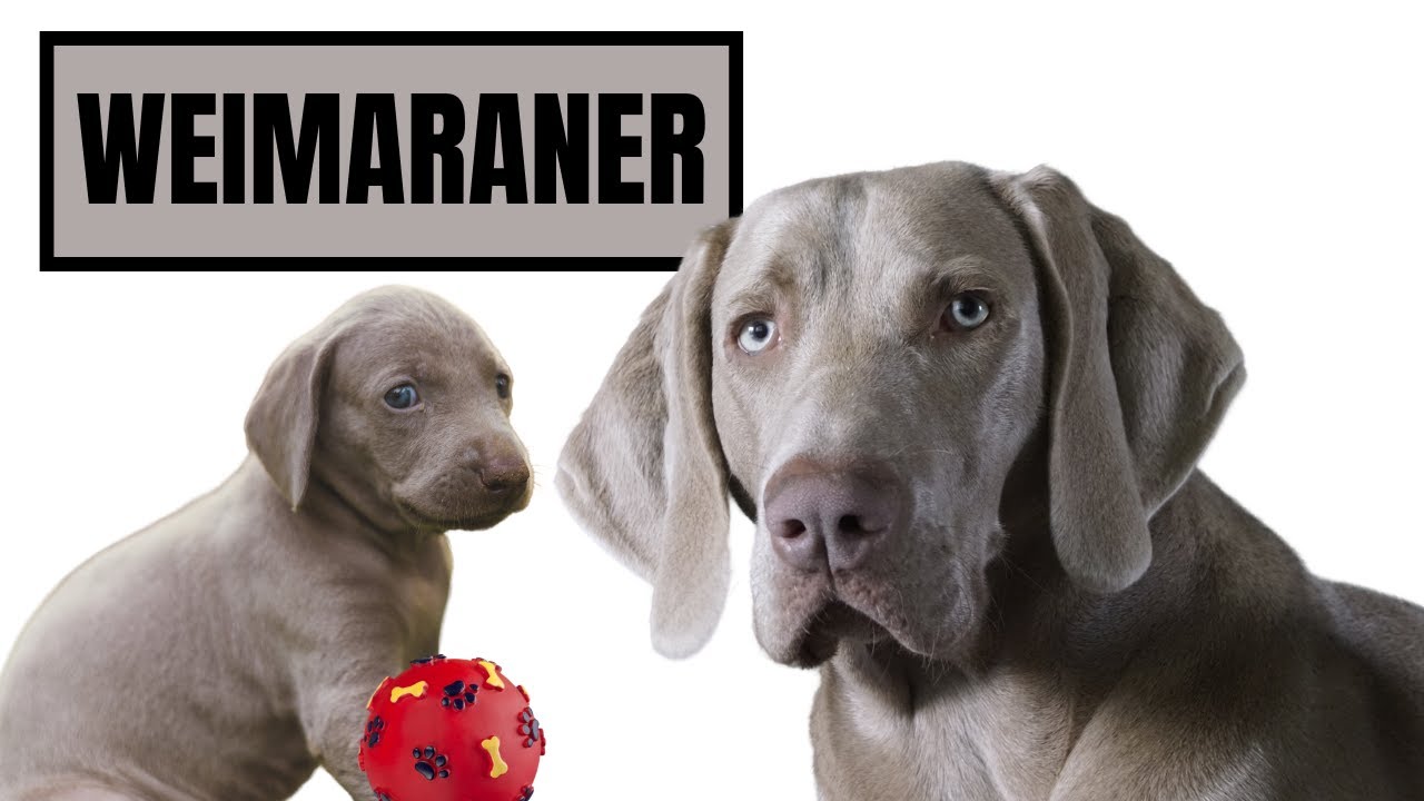 Weimaraners: The Silver Ghosts of the Dog World - YouTube