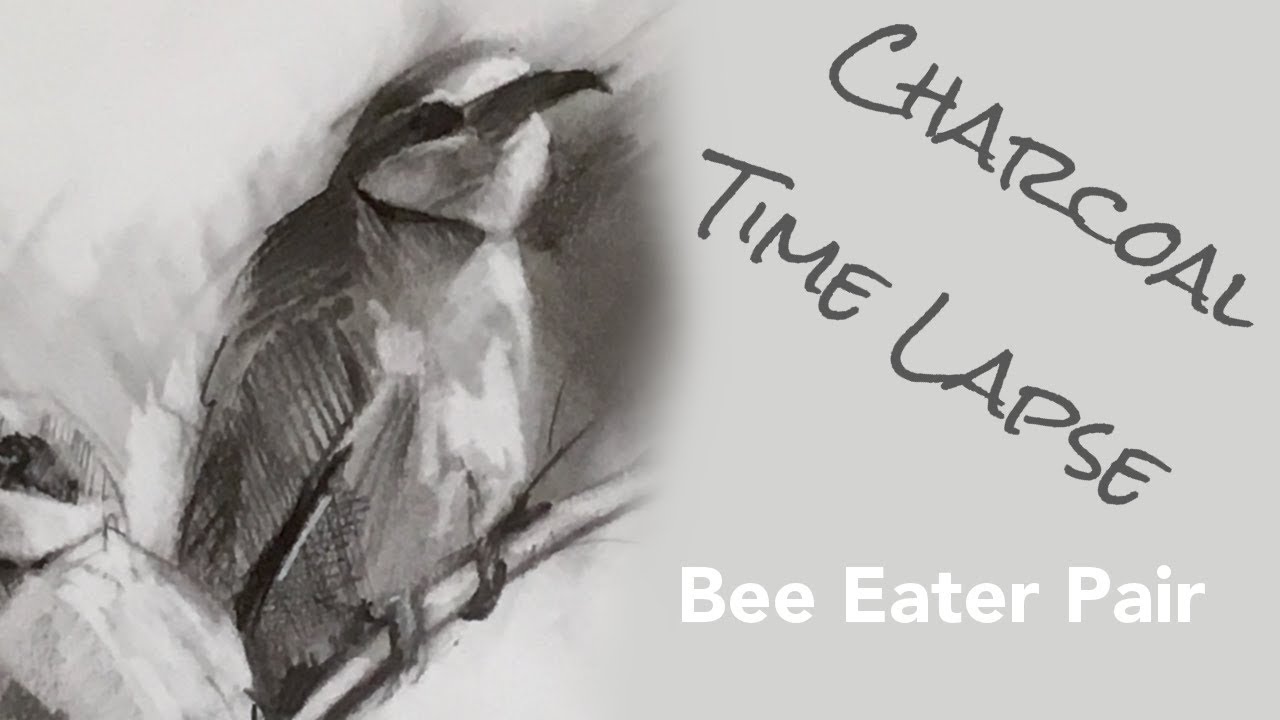 Charcoal Drawing Timelapse - Bee Eater Wildlife & Bird art - YouTube