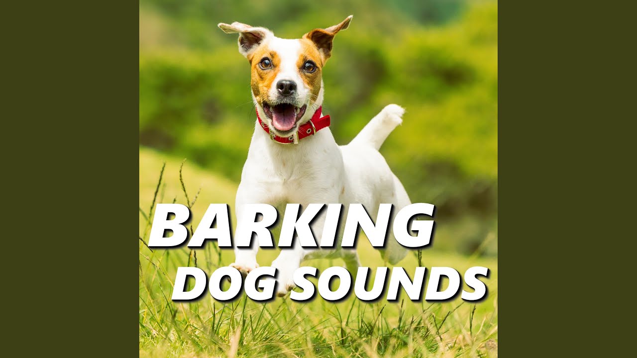 Sound of Barking Dogs - YouTube