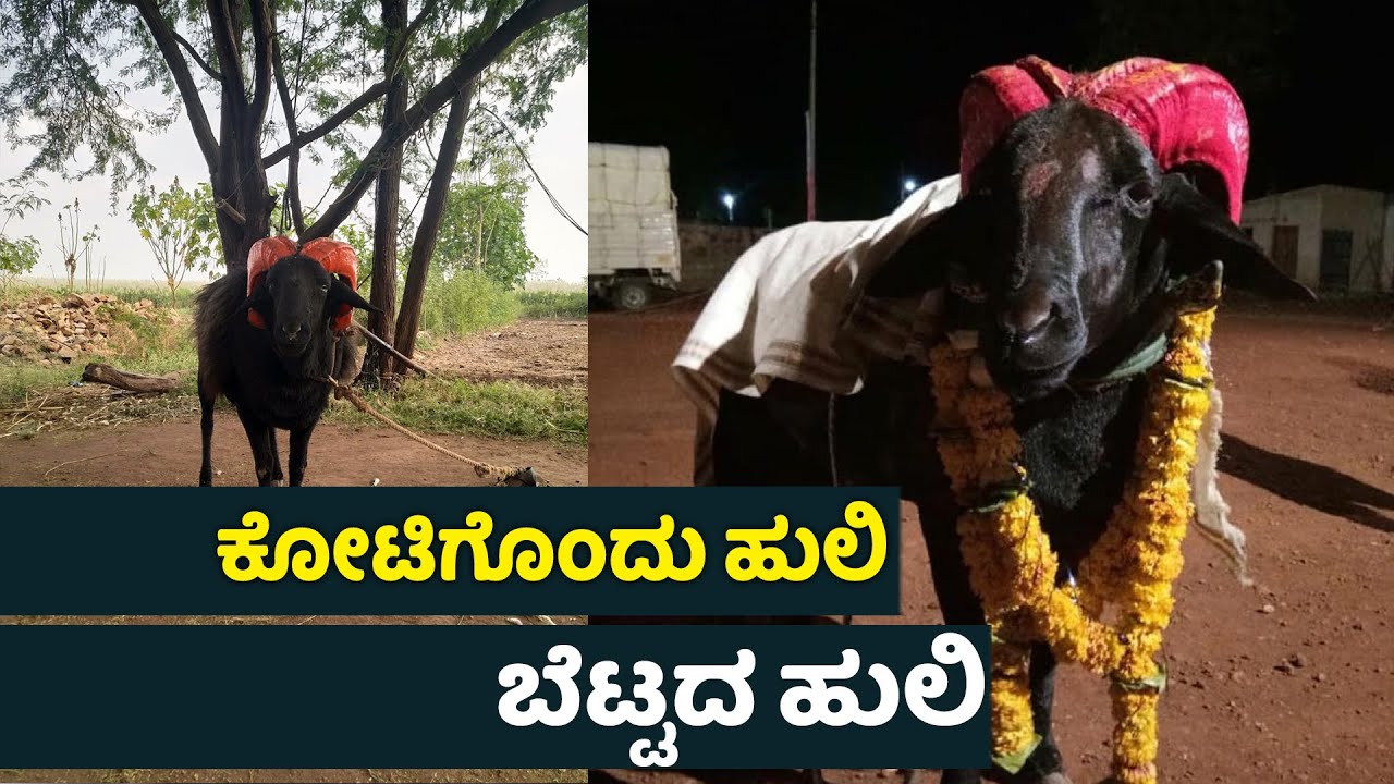 ಎಲ್ಲಾ ಕಣದಲ್ಲೂ ಗೆದ್ದು ಒಂದು ಜೀವ ಉಳಿಸಿದ ಬೆಟ್ಟದ ಹುಲಿ | Bettada Huli Tagaru ...