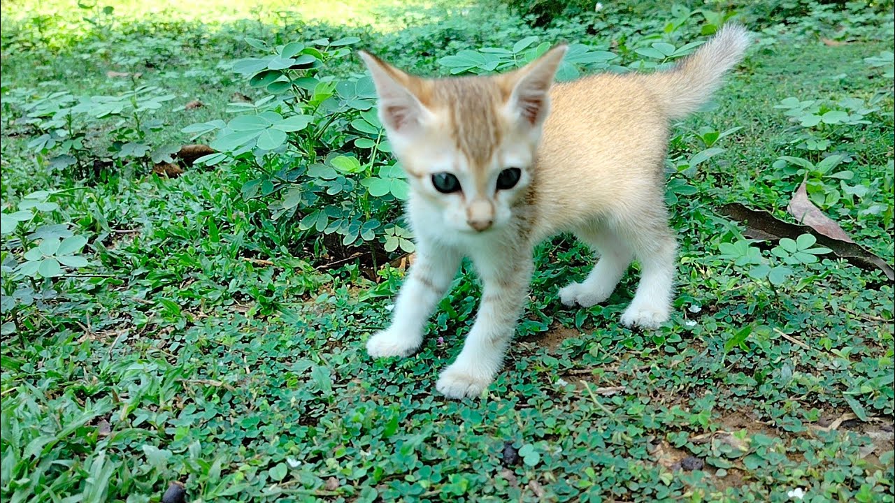 kitten is walking in the forest in morning। kitten is having fun with ...