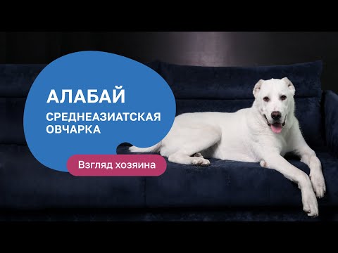 Алабай Среднеазиатская овчарка — все о породе, плюсы и минусы — шоу «Ожидание/реальность»