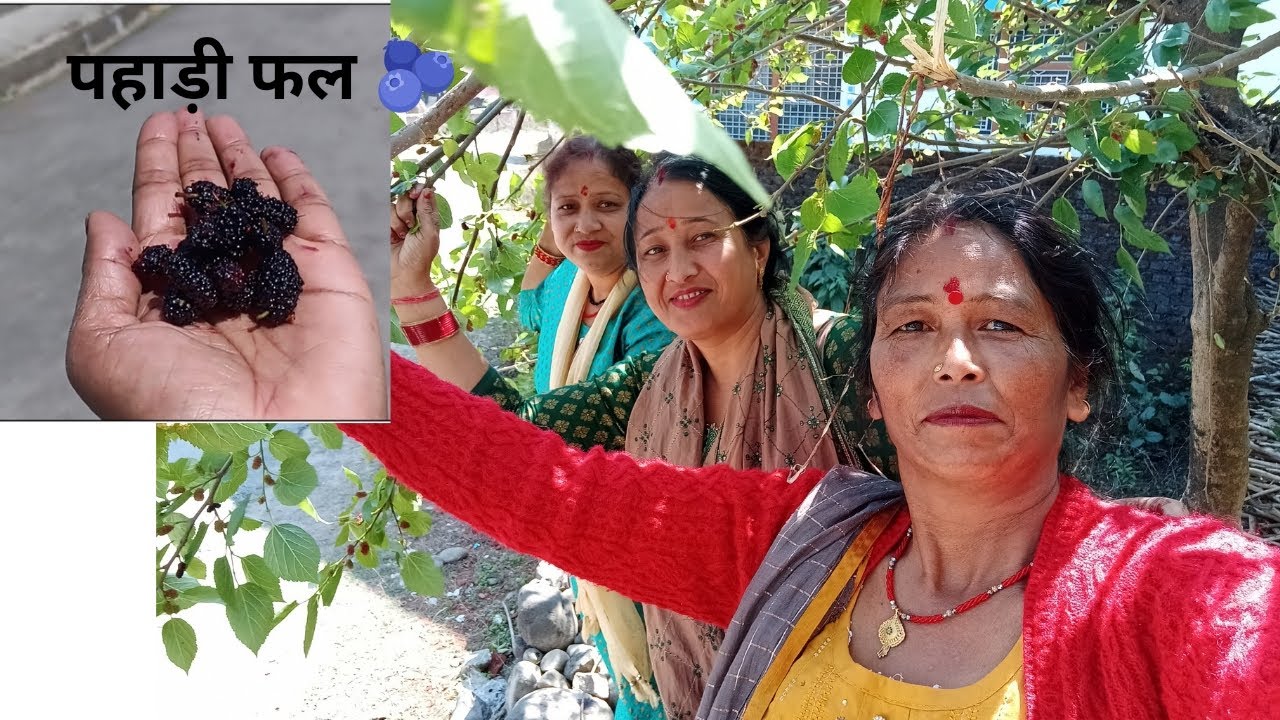 आज हमनें पहाड़ी फल🫐🫐खाया || phadi lifestyle || Deepa Devi vlog|| - YouTube