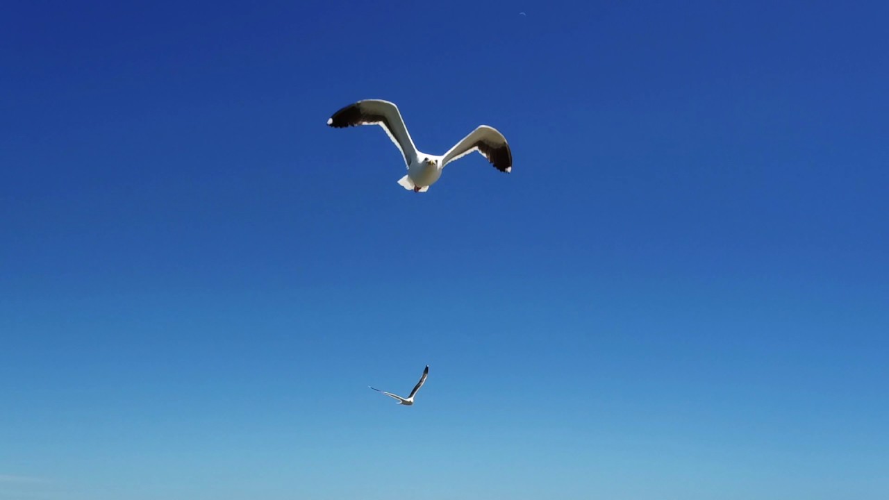 Seagulls Attack Drone - YouTube