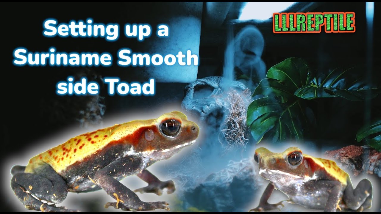 Setting up Smooth side toads - YouTube