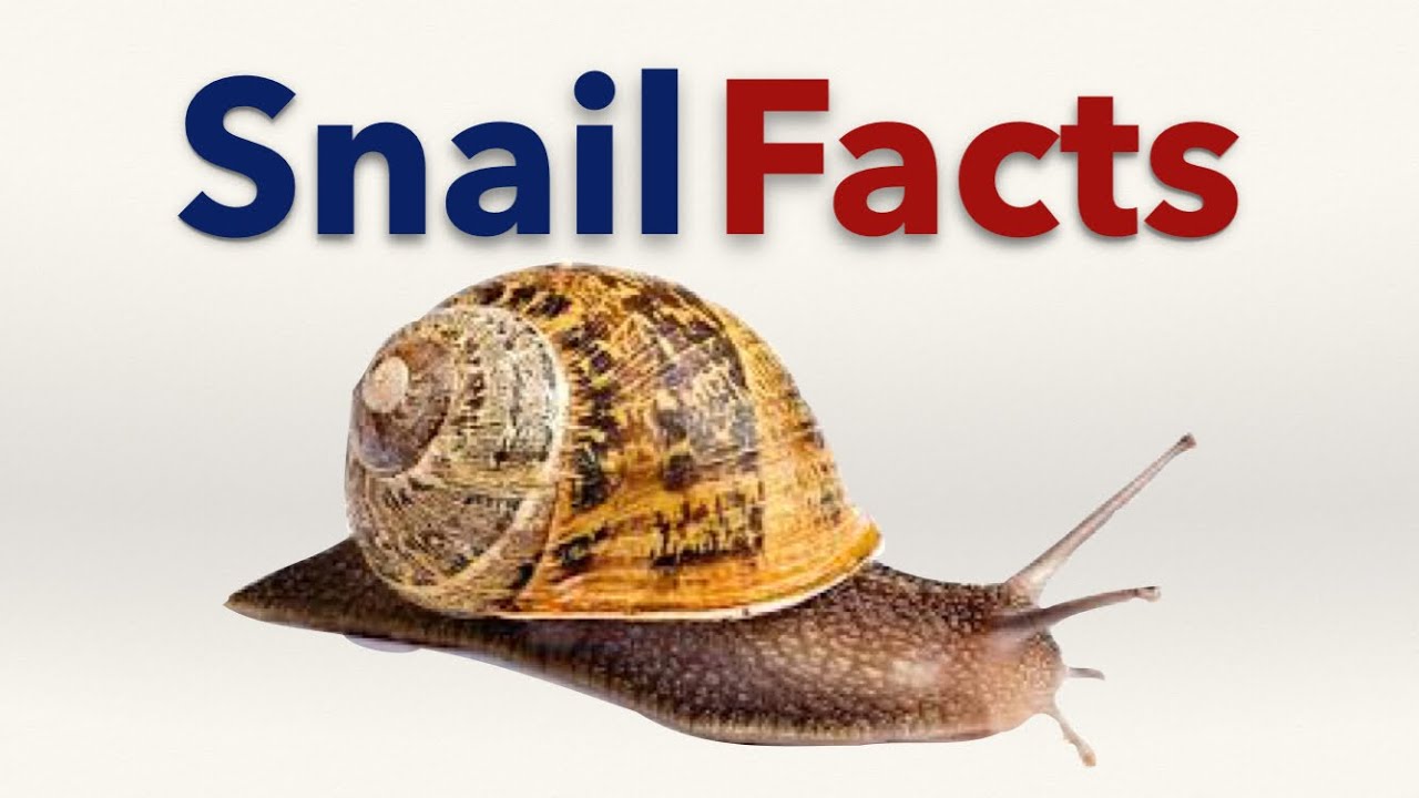 Snail Facts YouTube Snail Facts YouTube