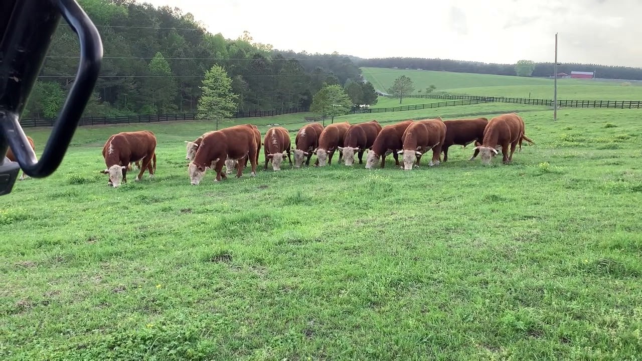 Cattle Range Listing# 004C306-201 - YouTube