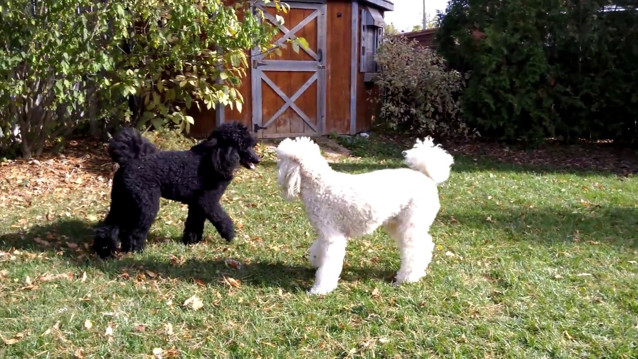 Standard Poodles playing and rolling in the grass - YouTube