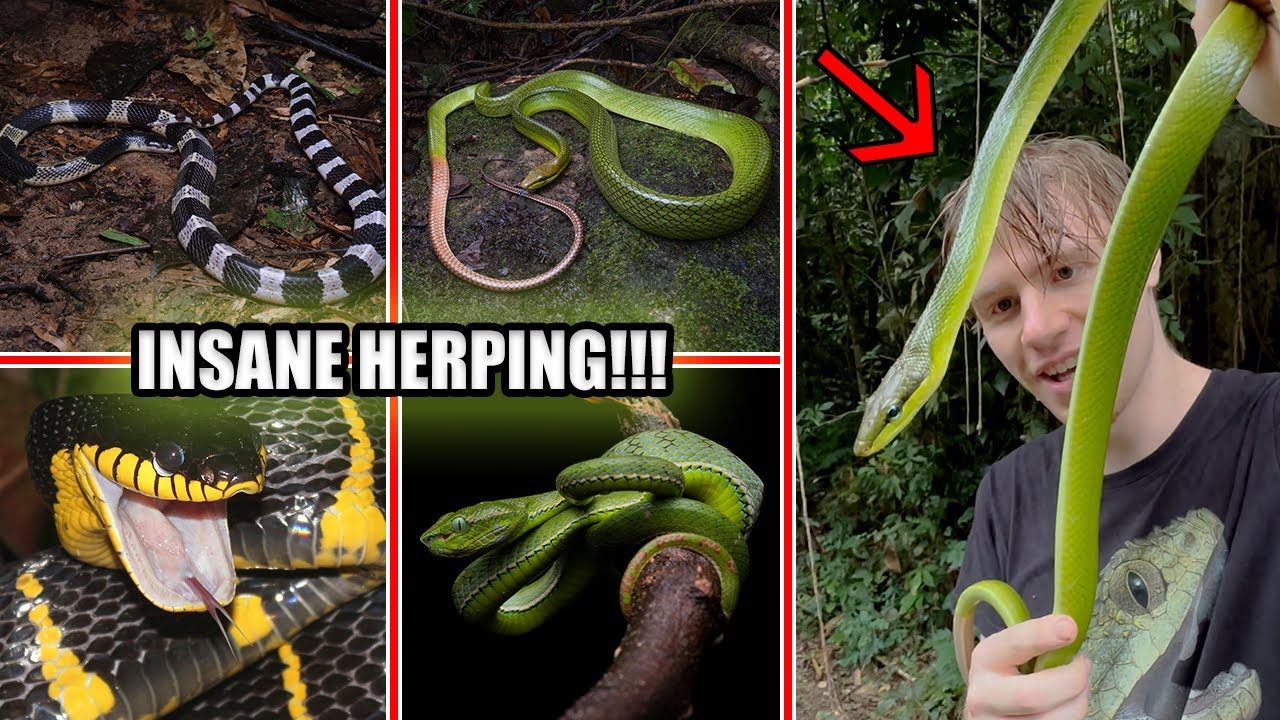 CATCHING HIGHLY VENOMOUS SNAKES IN REMOTE TROPICAL RAINFOREST!!! - YouTube