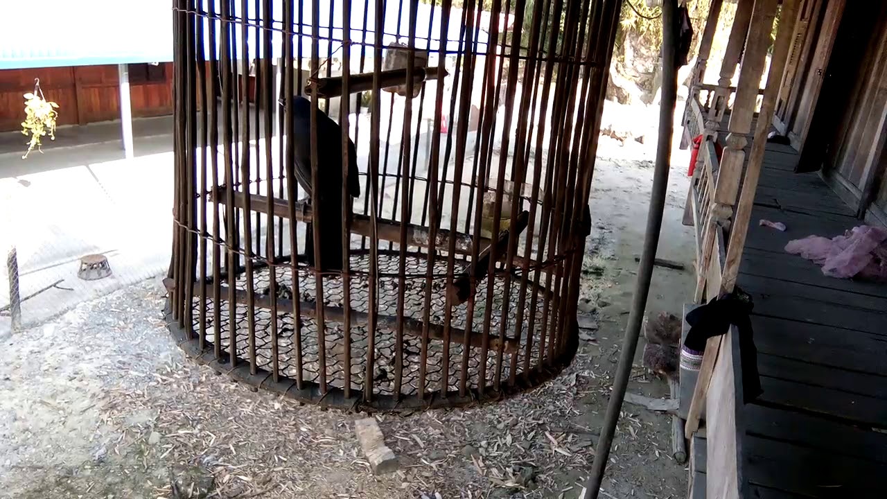 Khiếu mái hóc cực hai suab poj sab fwj quaj zoo heev 2019 2020 - YouTube