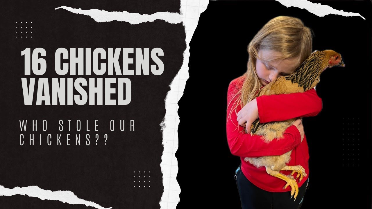 STOLEN CHICKENS The Whole flock POOOF! IN CLIFTON TN- GIVE THEM BACK ...
