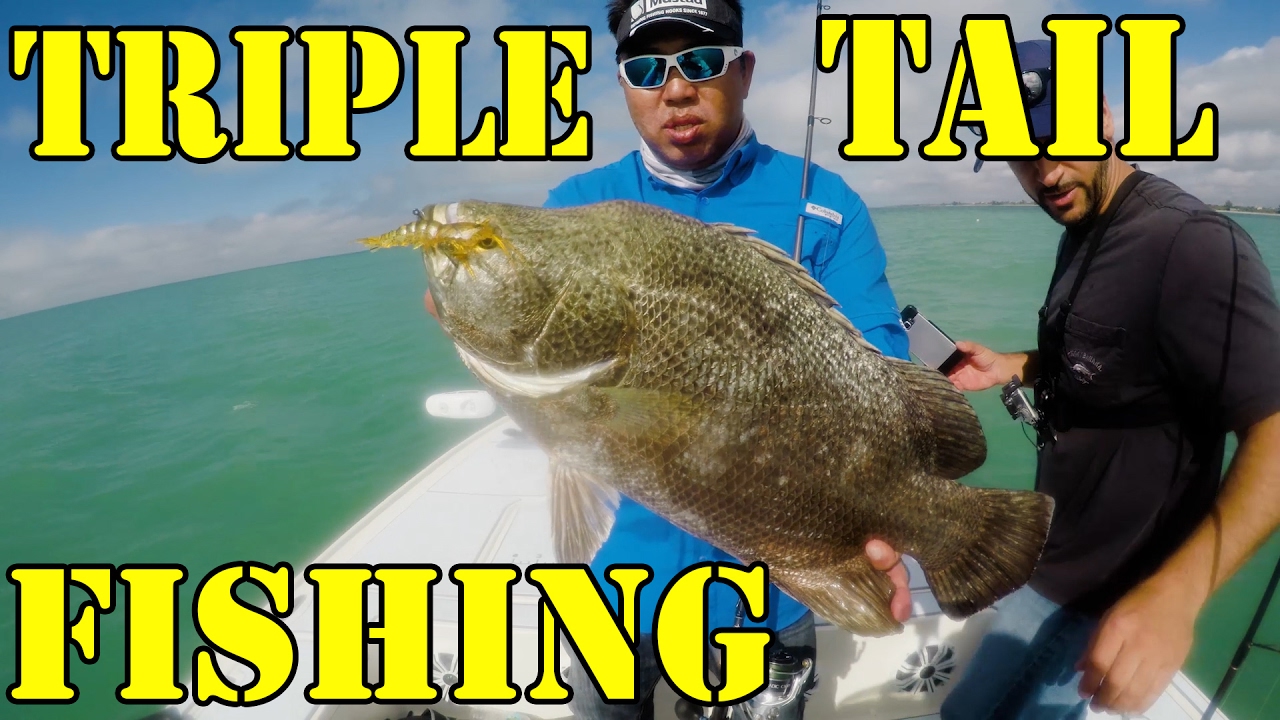 Triple Tail Fishing with artifcial shrimp - YouTube