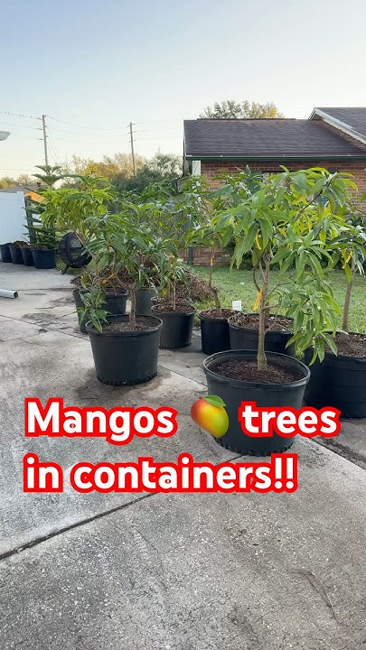 Mango trees in containers!! - YouTube