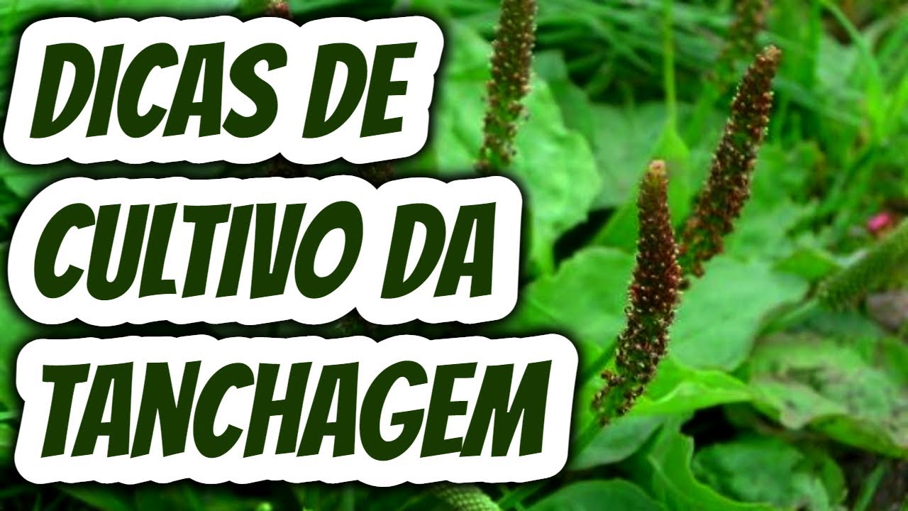 Dicas de cultivo da planta medicinal transagem Tanchagem cinco nervos ...