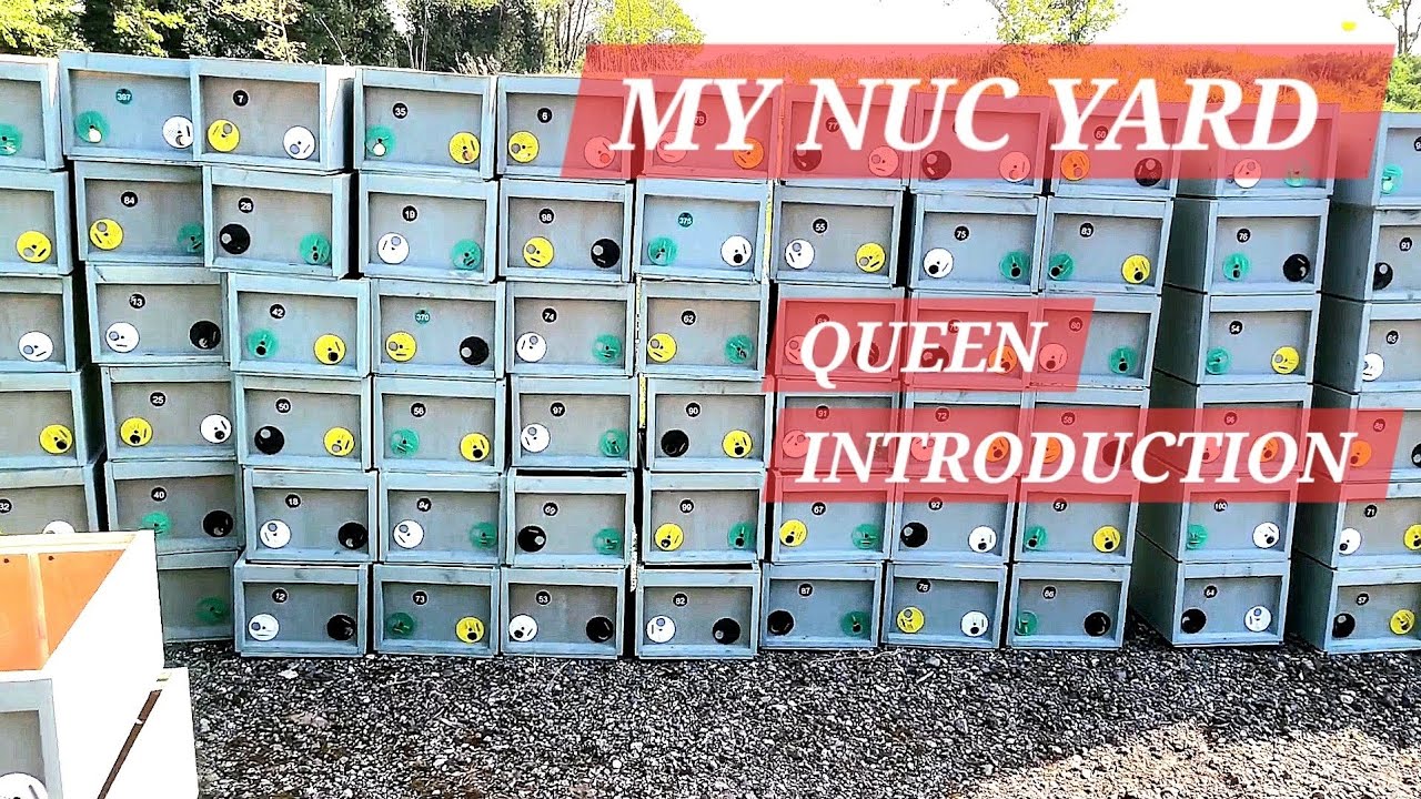 MY NUC YARD AND QUEEN REARING #bees #beequeen #nuc #beenuc #beekeeper ...