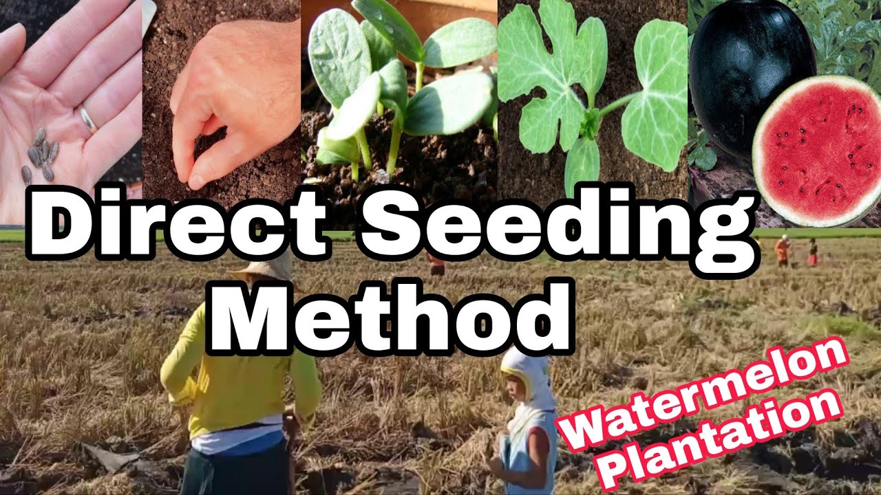 How to Plant Watermelon using Direct Seeding Method - YouTube